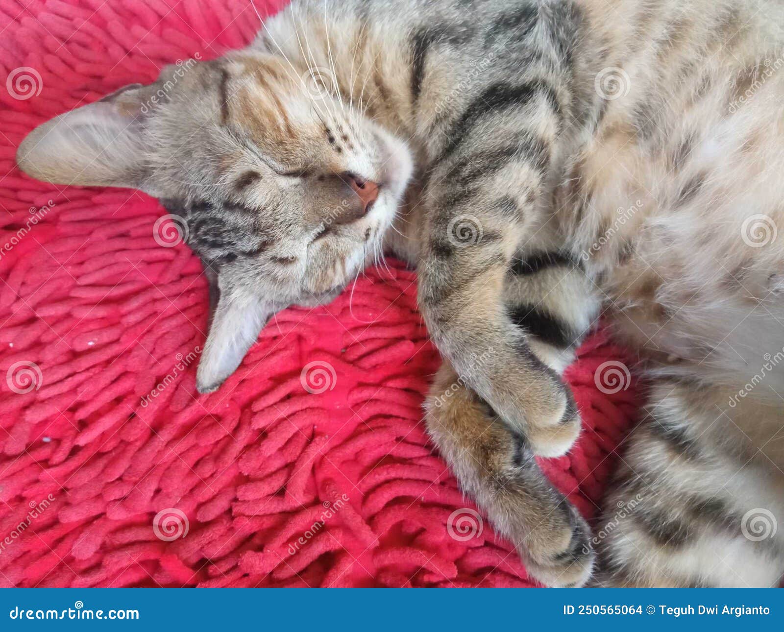 My tired cat stock photo. Image of animal, sleep, home - 250565064