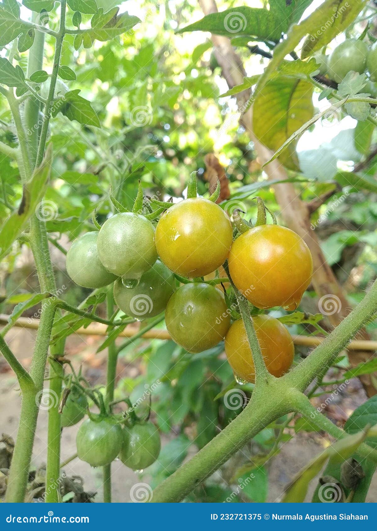 My Tomato Tree Royalty-Free Stock Photography | CartoonDealer.com ...