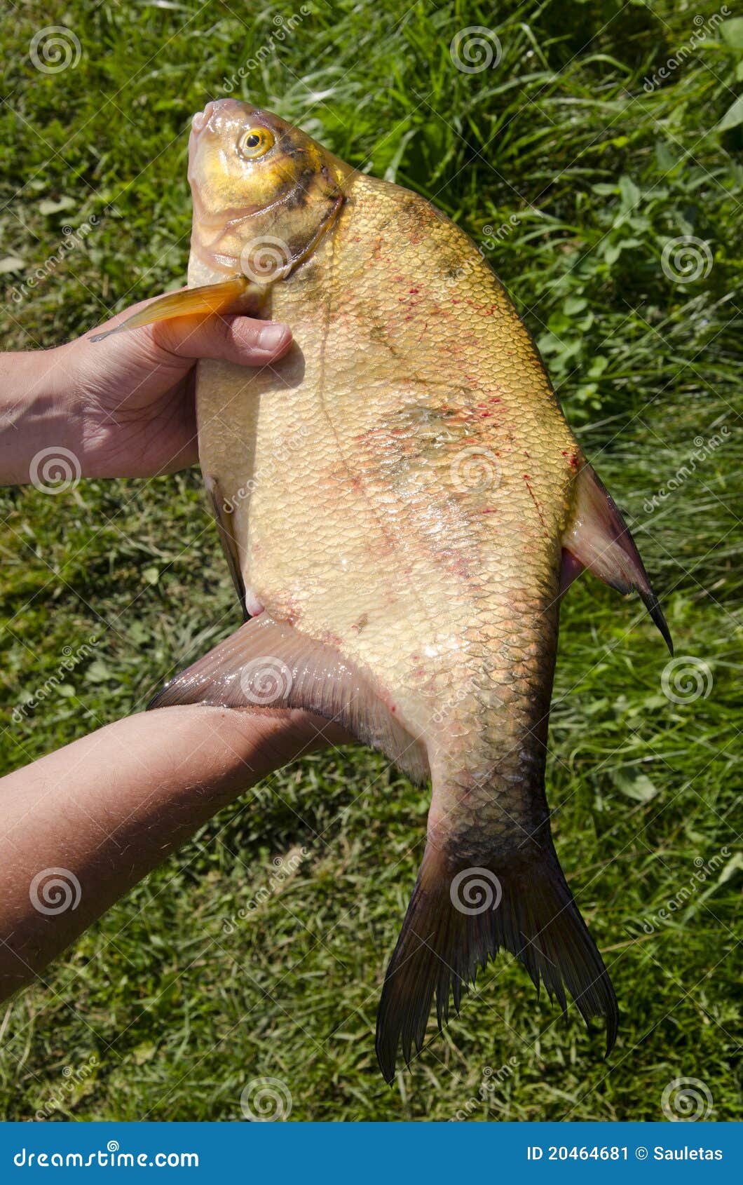 My top fish. stock image. Image of animal, nature, fishery - 20464681