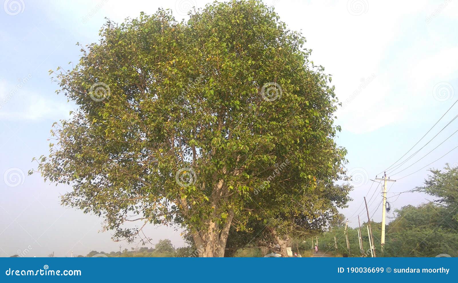 In my village tree stock image. Image of blossom, autumn - 190036699