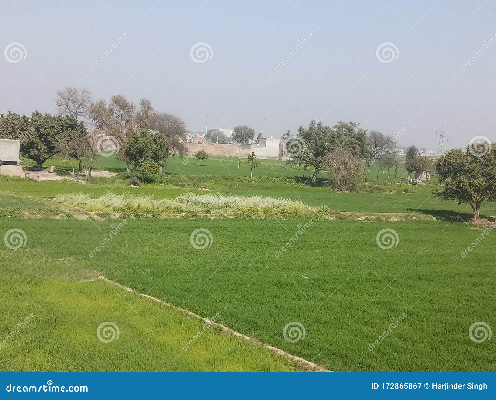 My village fields stock image. Image of weat, indiapunjab - 172865867