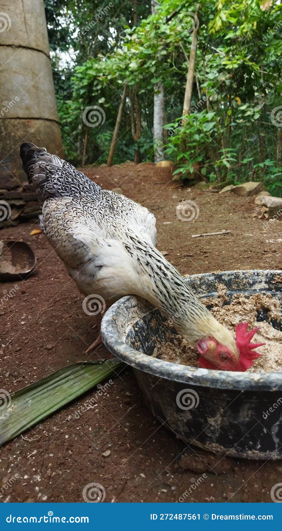 My white chicken stock image. Image of white, reptile - 272487561