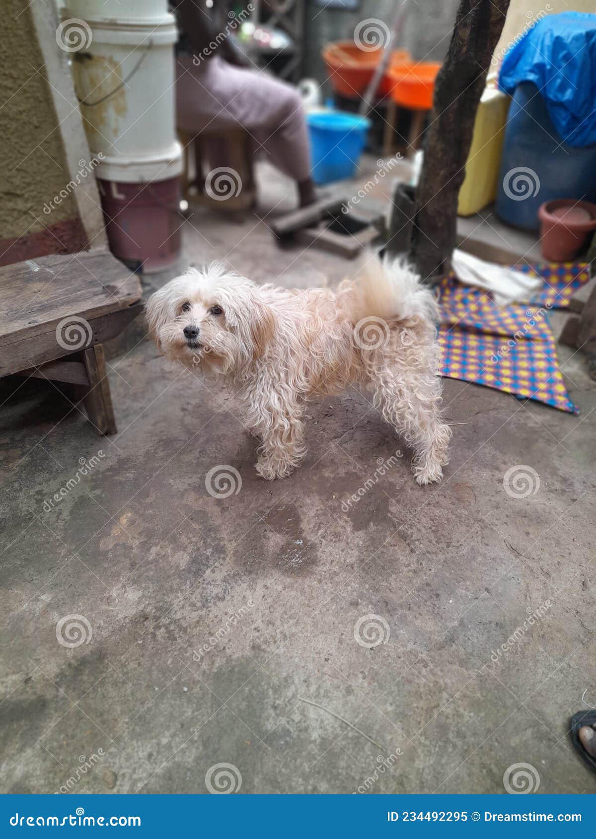 My white dog willy stock image. Image of white, willy - 234492295