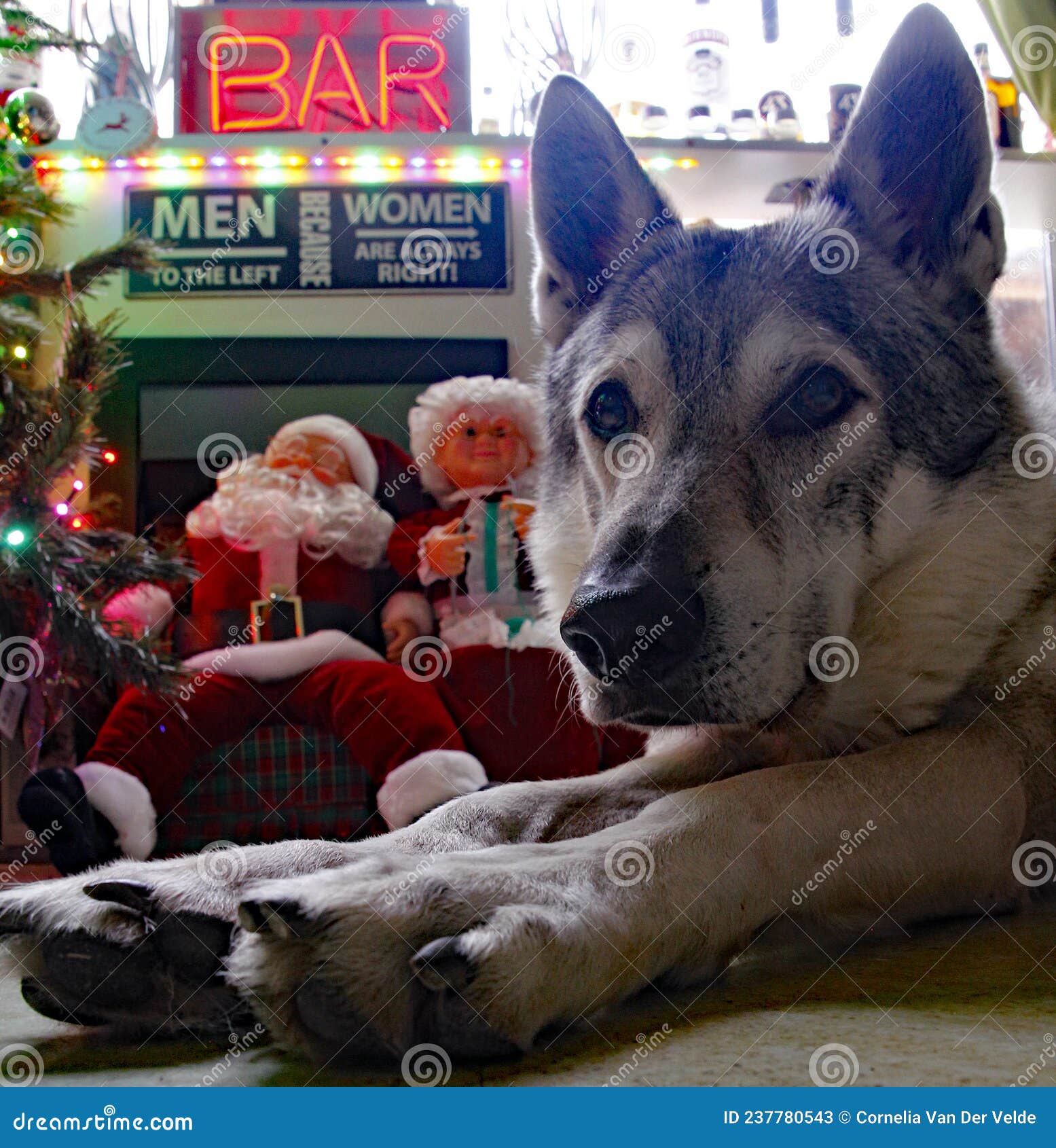 My Wolfdog Midas is Lying Down Next To My Christmas Tree Stock Image ... My Wolfdog Midas is Lying Down Next To My Christmas Tree Stock Image ...