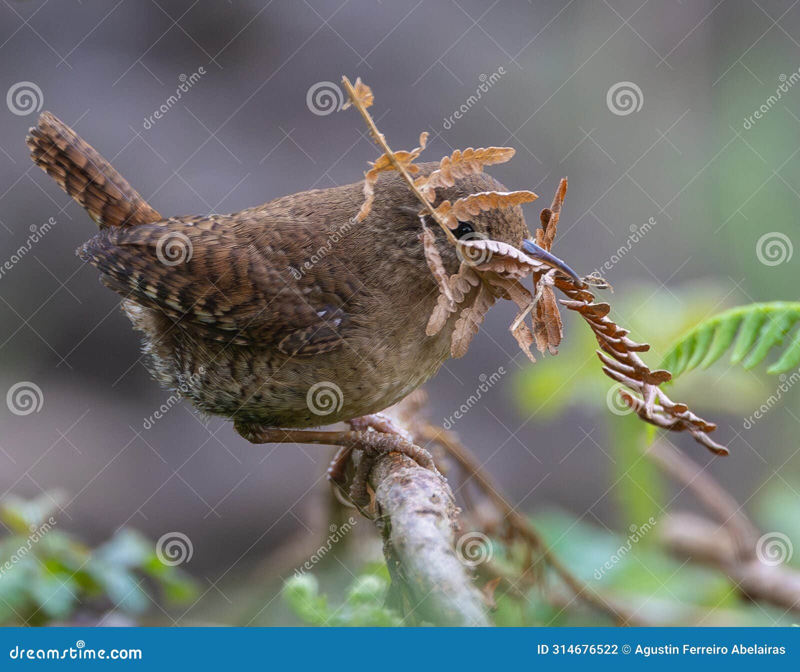 My wren in spring! stock photo. Image of wildlife, plumage - 314676522