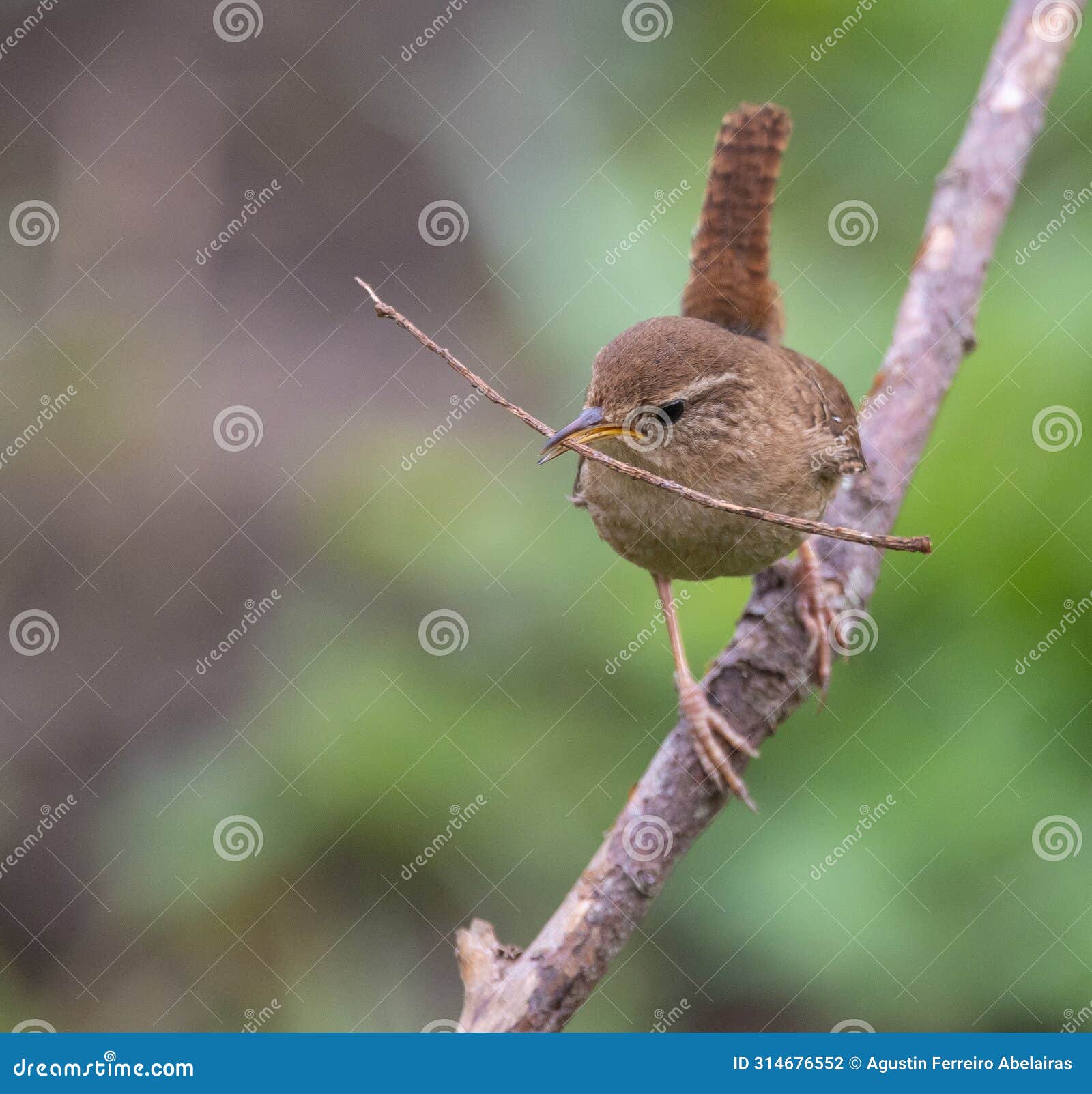 My wren in spring! stock photo. Image of feathers, environment - 314676552