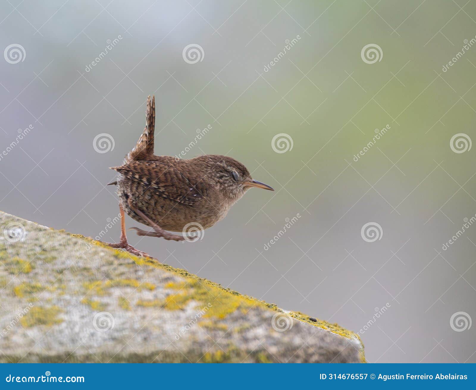 My wren in spring! stock image. Image of europe, wildlife - 314676557