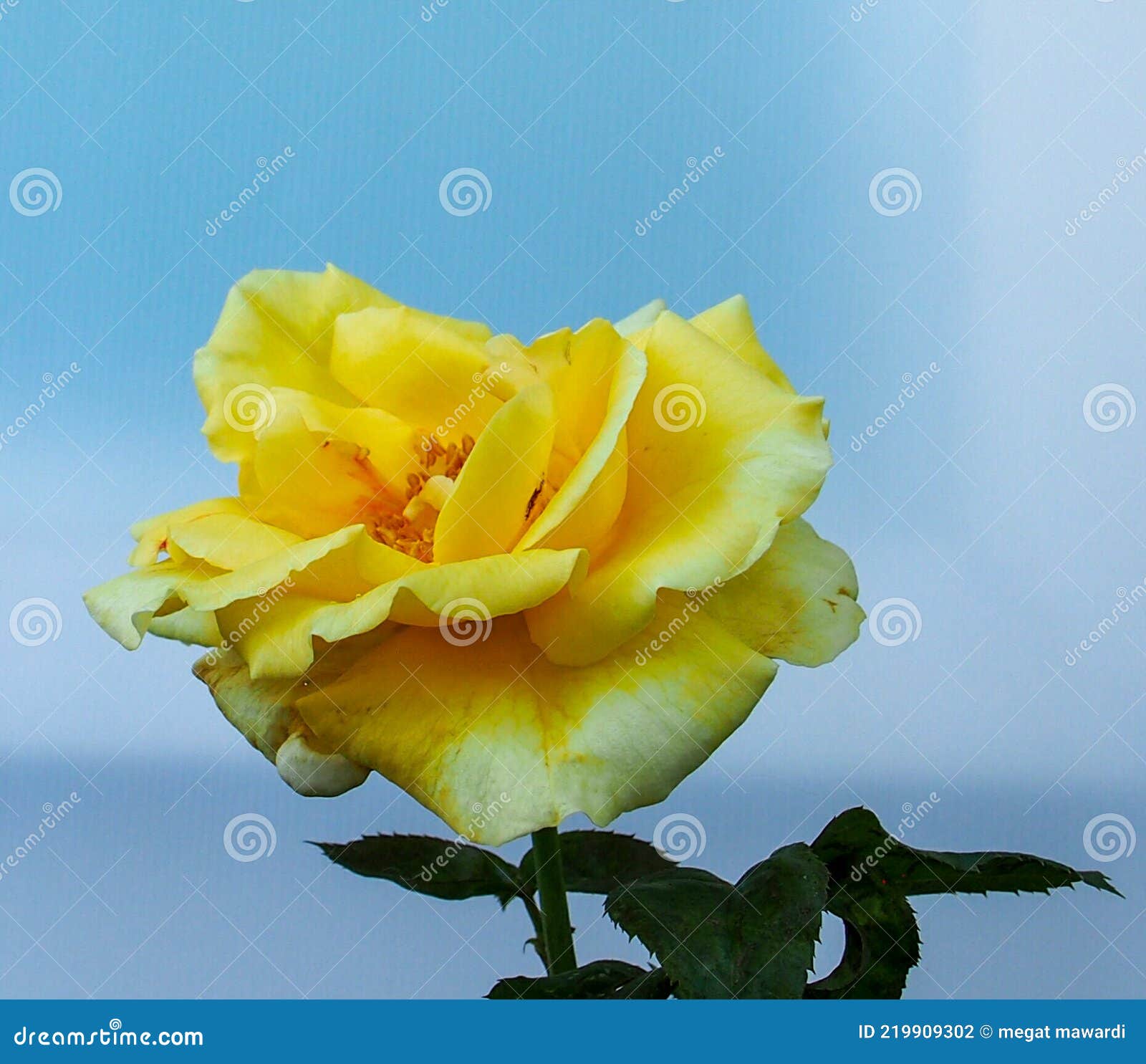 My yellow rose . Beautiful stock photo. Image of yellow - 219909302