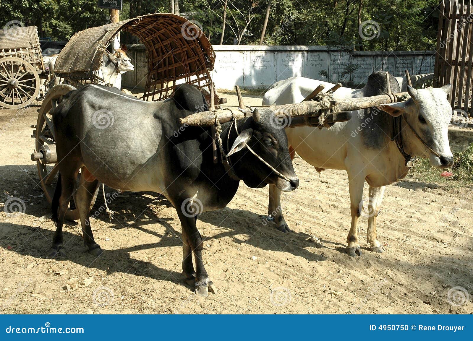 Myanmar, Bagan: Bullock Cart Stock Photo - Image of asian, colorful ...