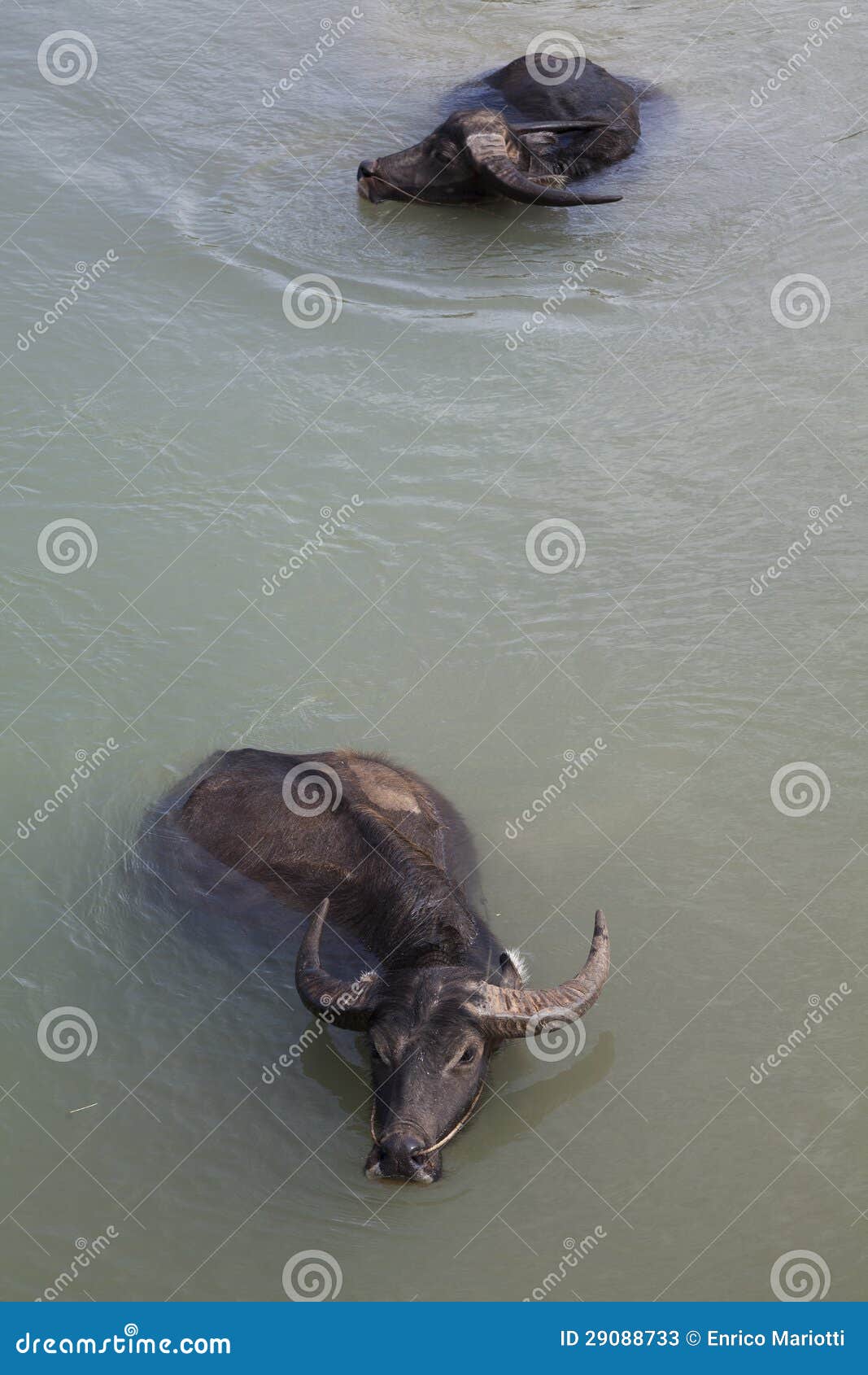 Myanmar, Buffalo in the River Stock Image - Image of buddhism, nature ...