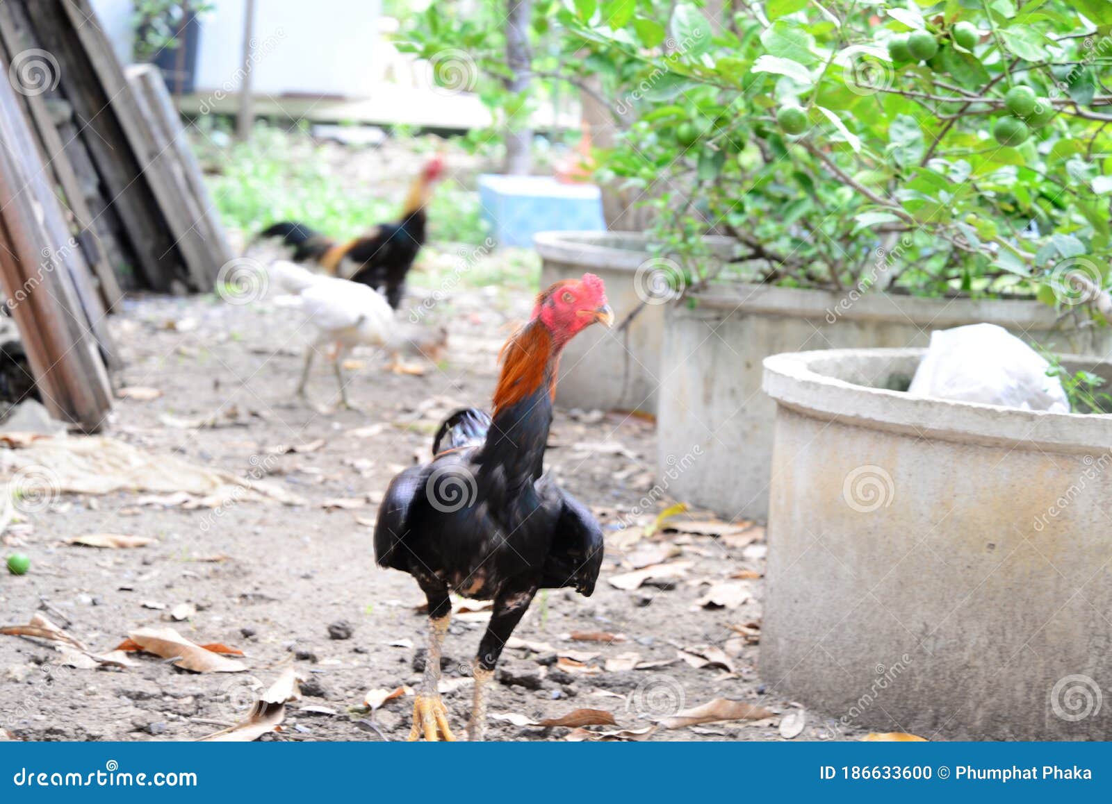 Myanmar chicken breeder stock photo. Image of group - 186633600