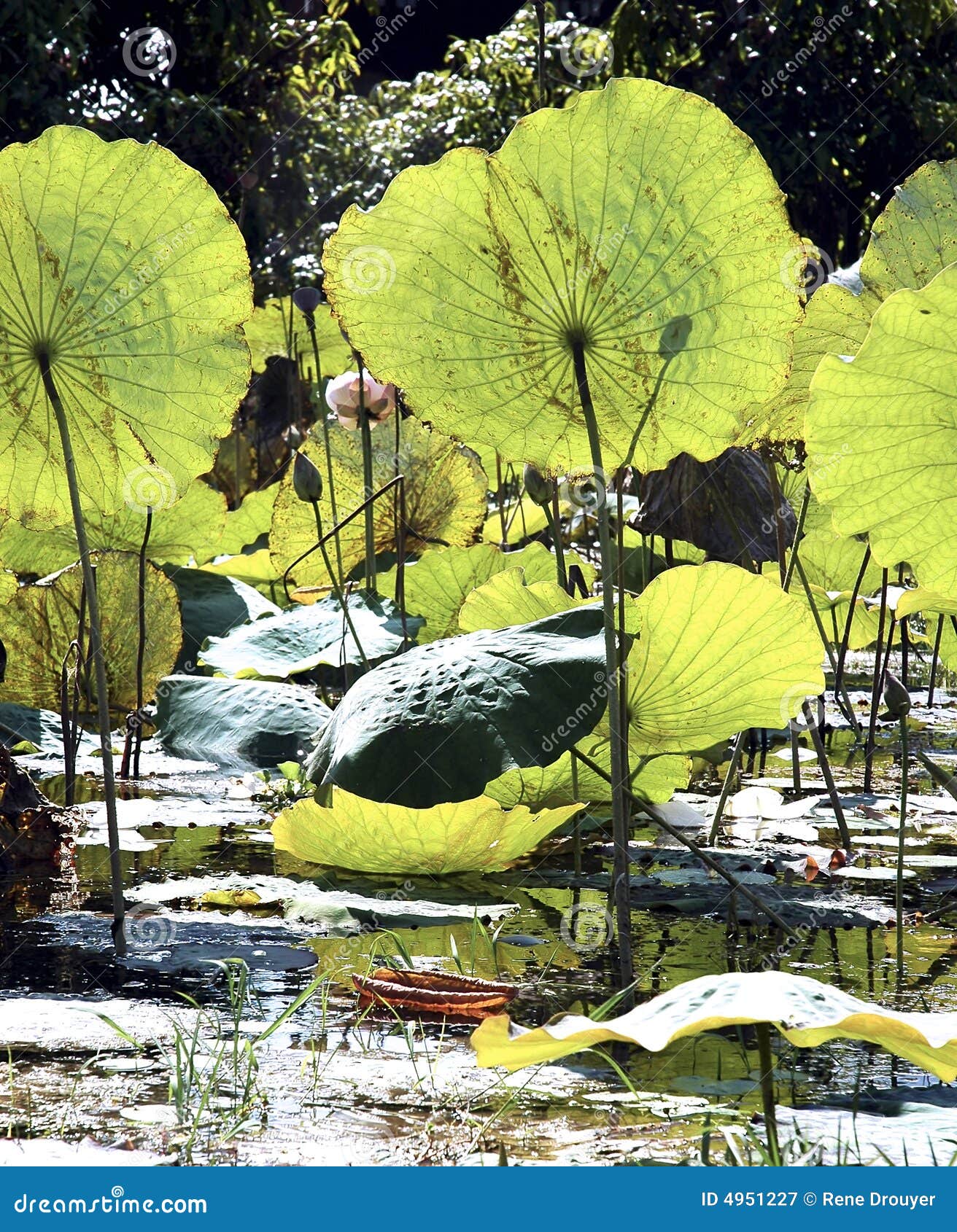 Myanmar, Inle Lake: Lotus Field Stock Image - Image of lake, nature ...