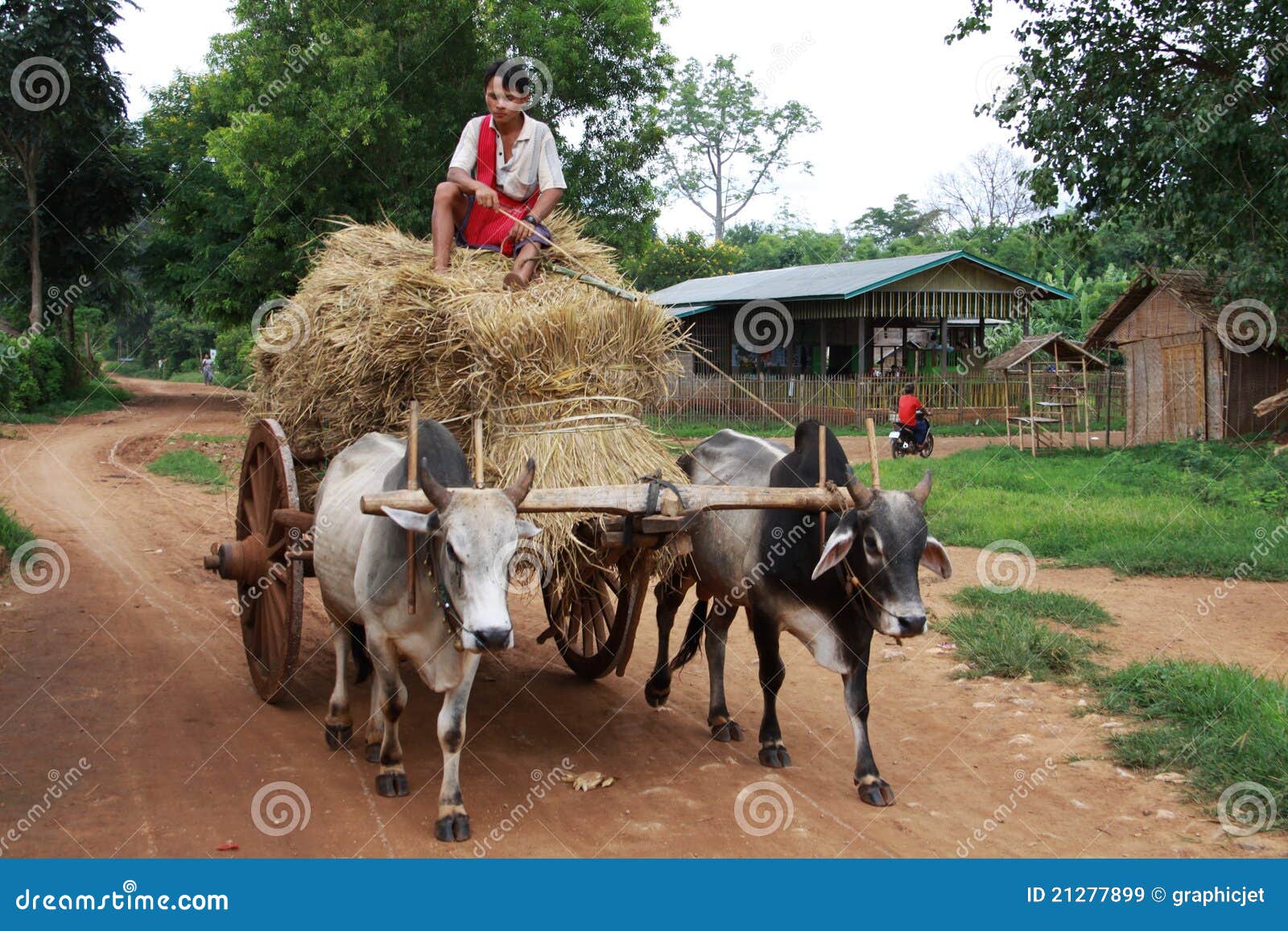 Myanmar Man Driving a Wagon of Straw with Two Cows Editorial Stock ...