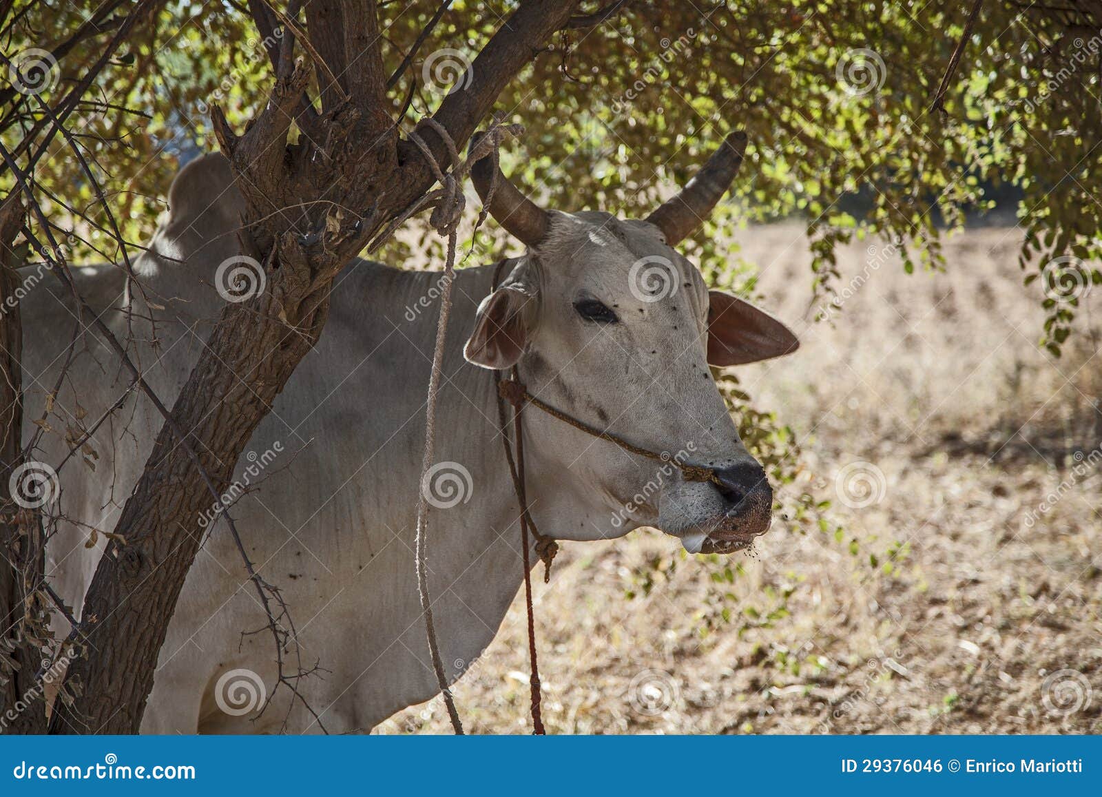 Myanmar, the ox stock photo. Image of natural, tradition - 29376046