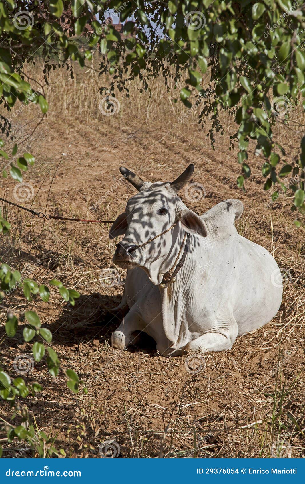 Myanmar, the ox stock photo. Image of grazing, summer - 29376054