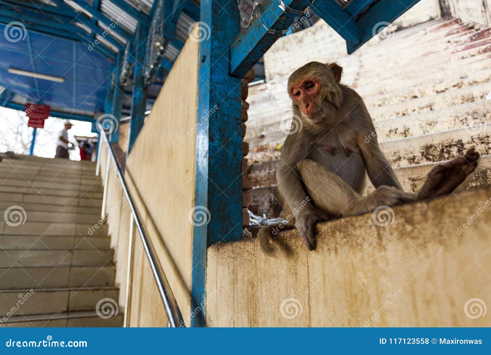 Myanmar - Popa mount editorial stock photo. Image of religion - 117123558