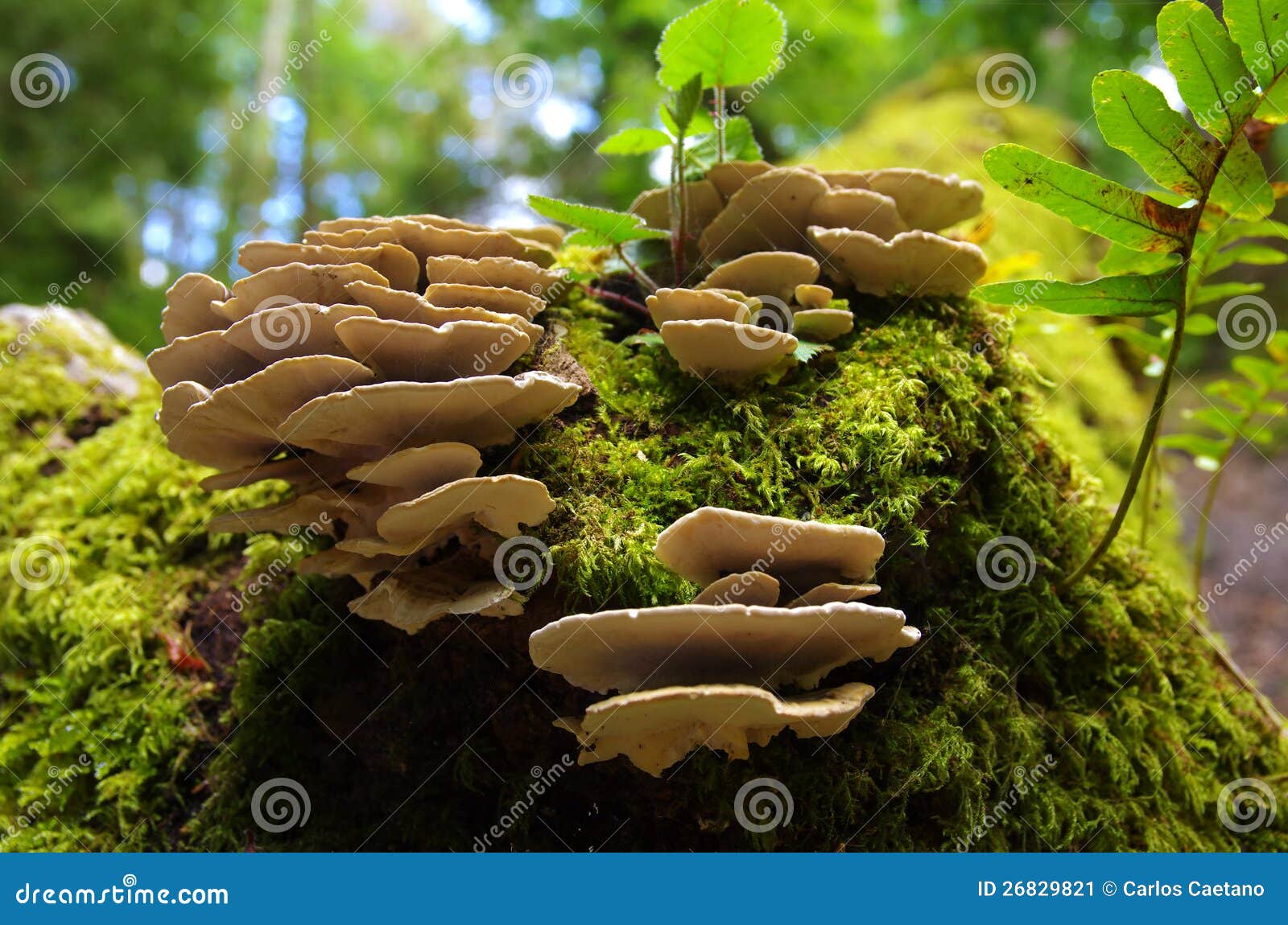 Mycète de forêt image stock. Image du vert, capuchon - 26829821