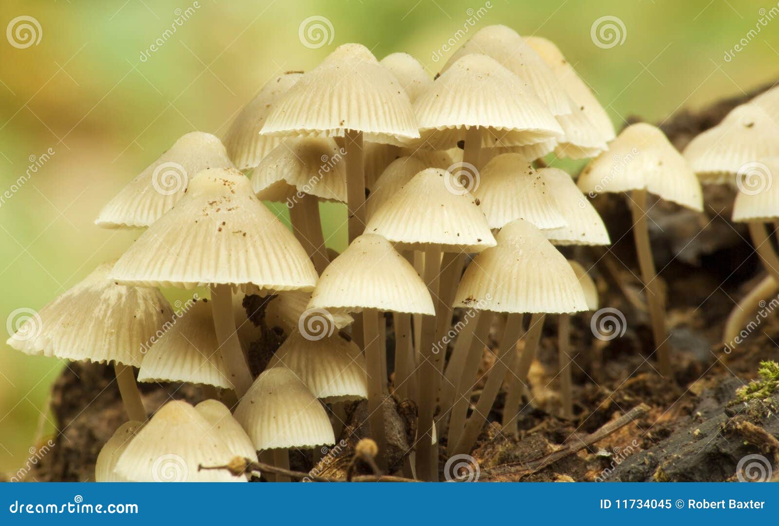 Mycètes Mycena Abramsii image stock. Image du croissance - 11734045