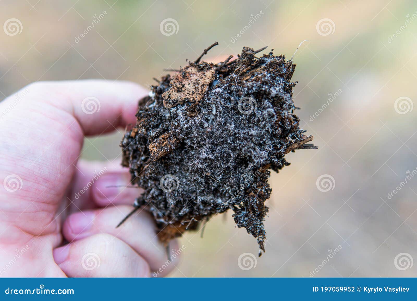 Mycelium of Fungi in the Forest, the Natural Development of Mycelium in ...