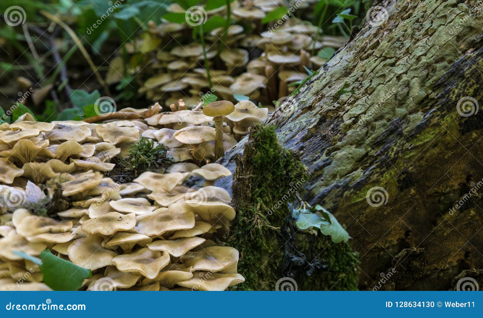 Mycelium of the Honey Agaric Under Tree Stock Photo - Image of mycelium ...
