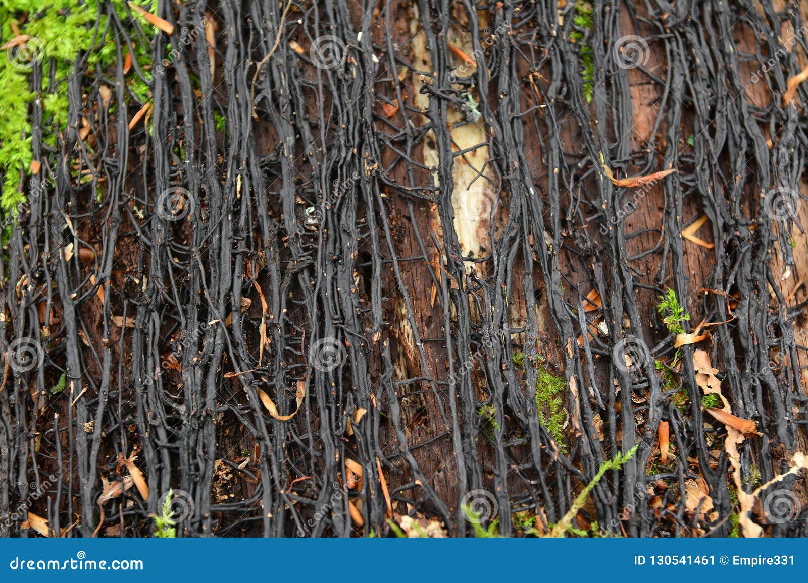 Mycelium stock image. Image of cord, mycelium, nature - 130541461