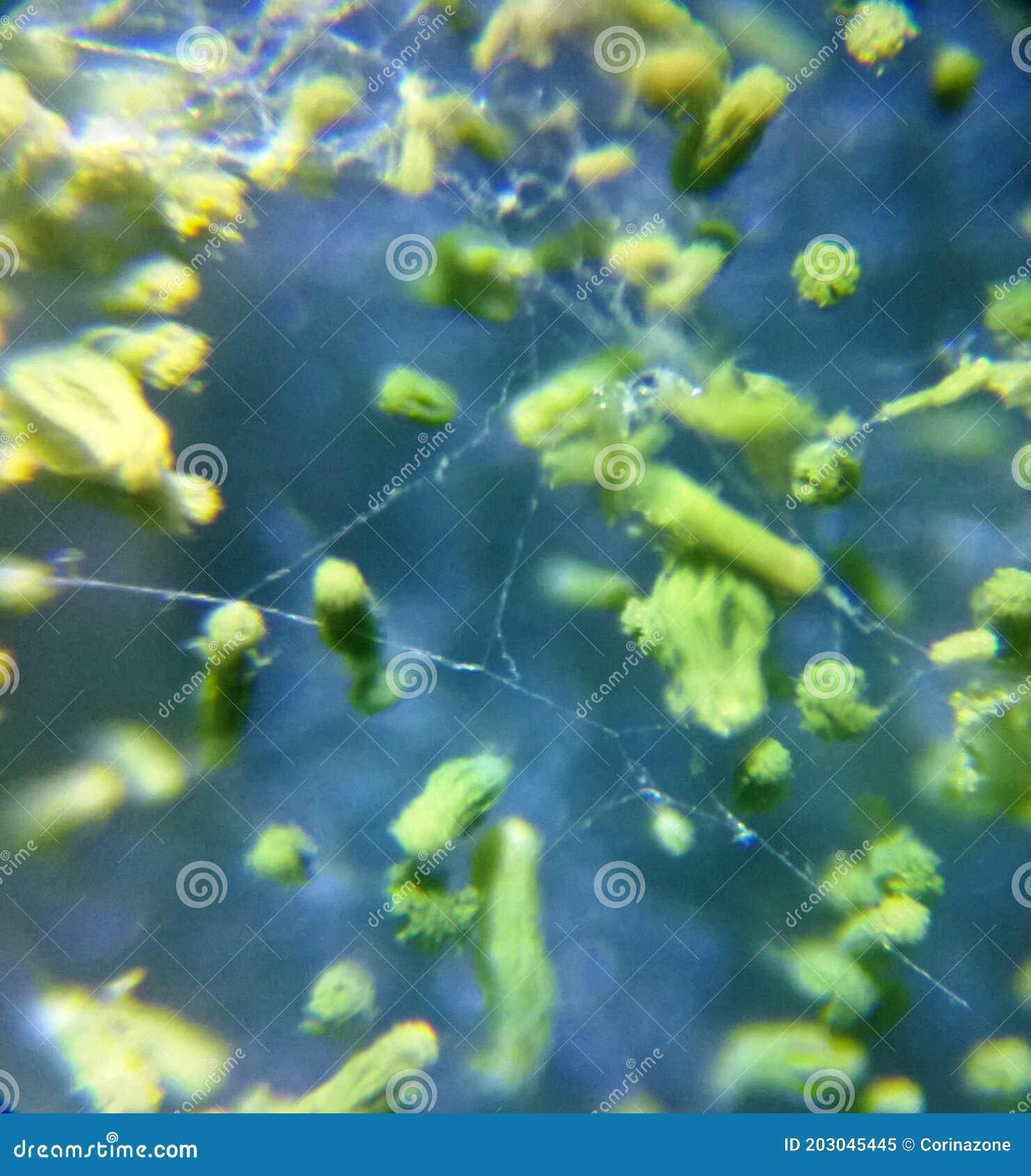 Aspergillus flavus conidia stock image. Image of view - 203045445