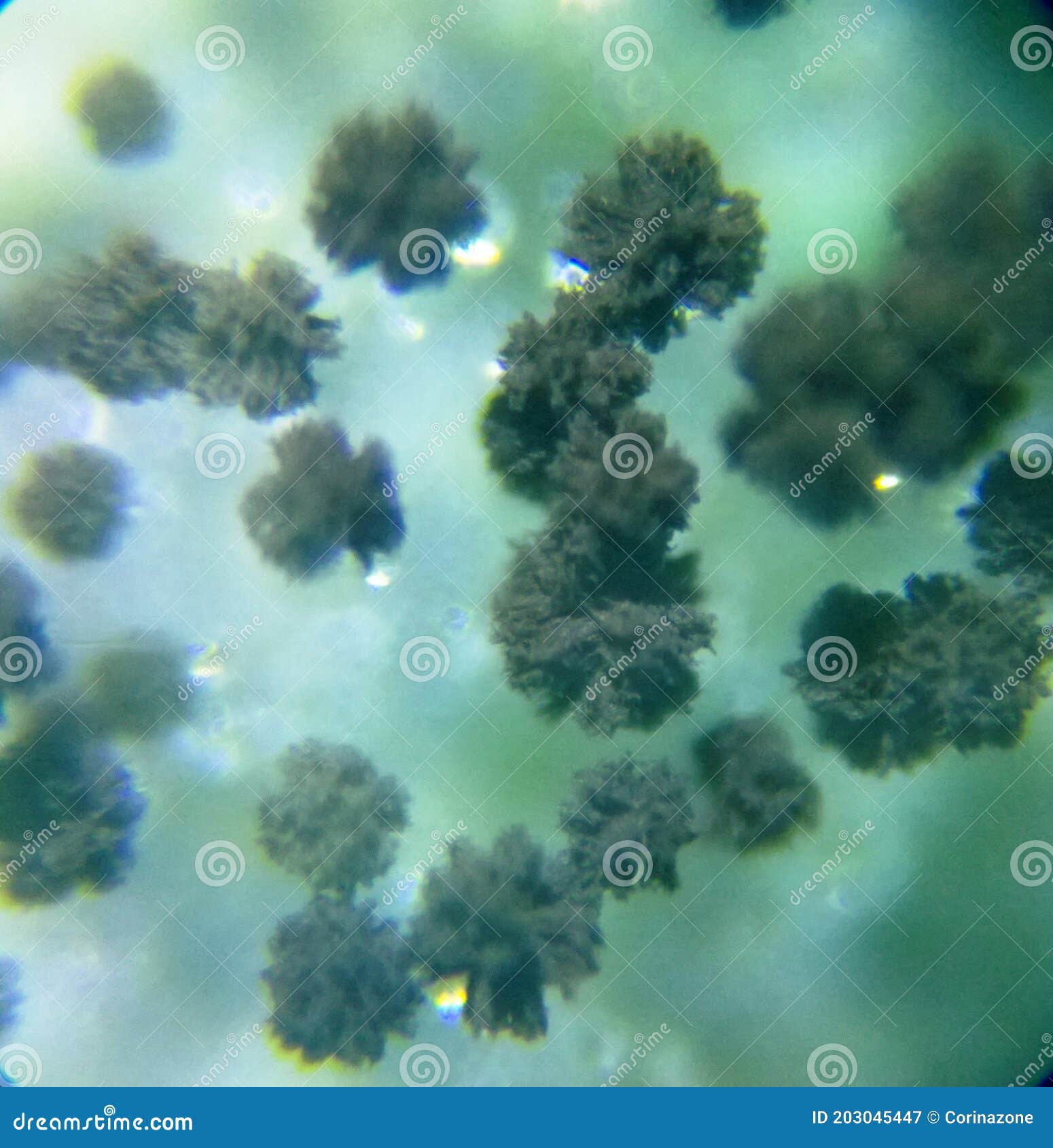 Aspergillus niger conidia stock image. Image of growing - 203045447