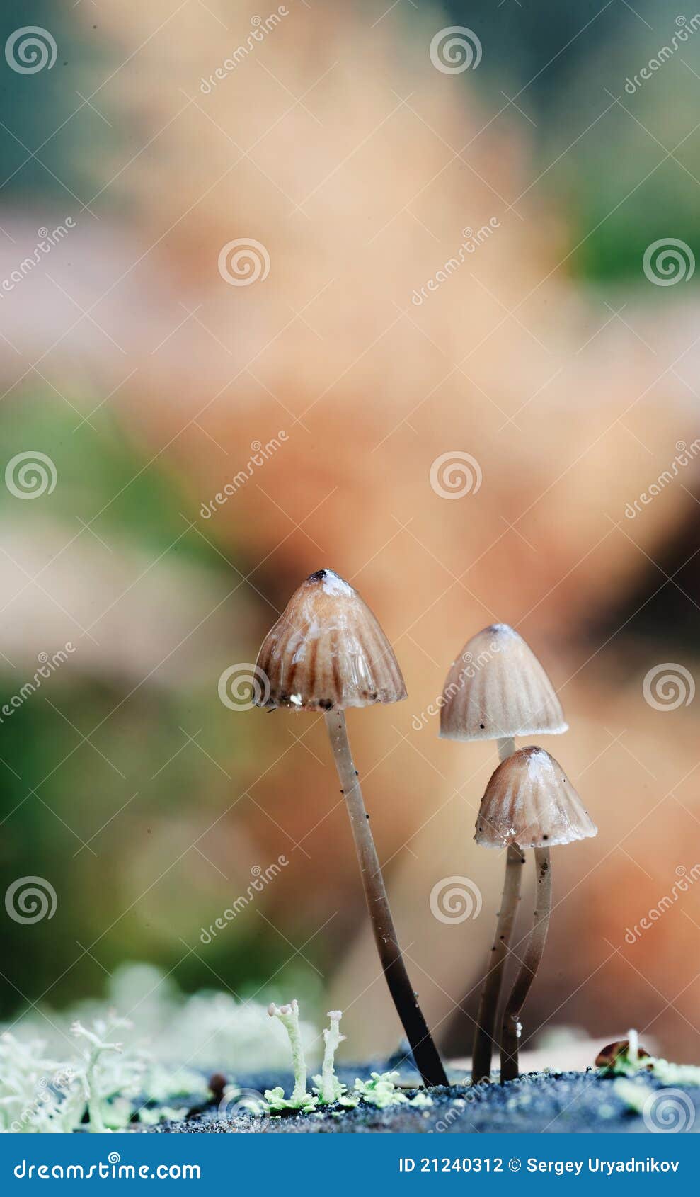 Mycena Inclinata Or Clustered Bonnet In A Botanical Garden Royalty-Free ...