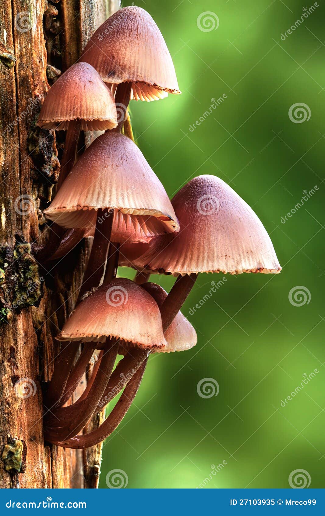 Mycena Inclinata Mushroom Growing on a Tree Stock Image - Image of ...