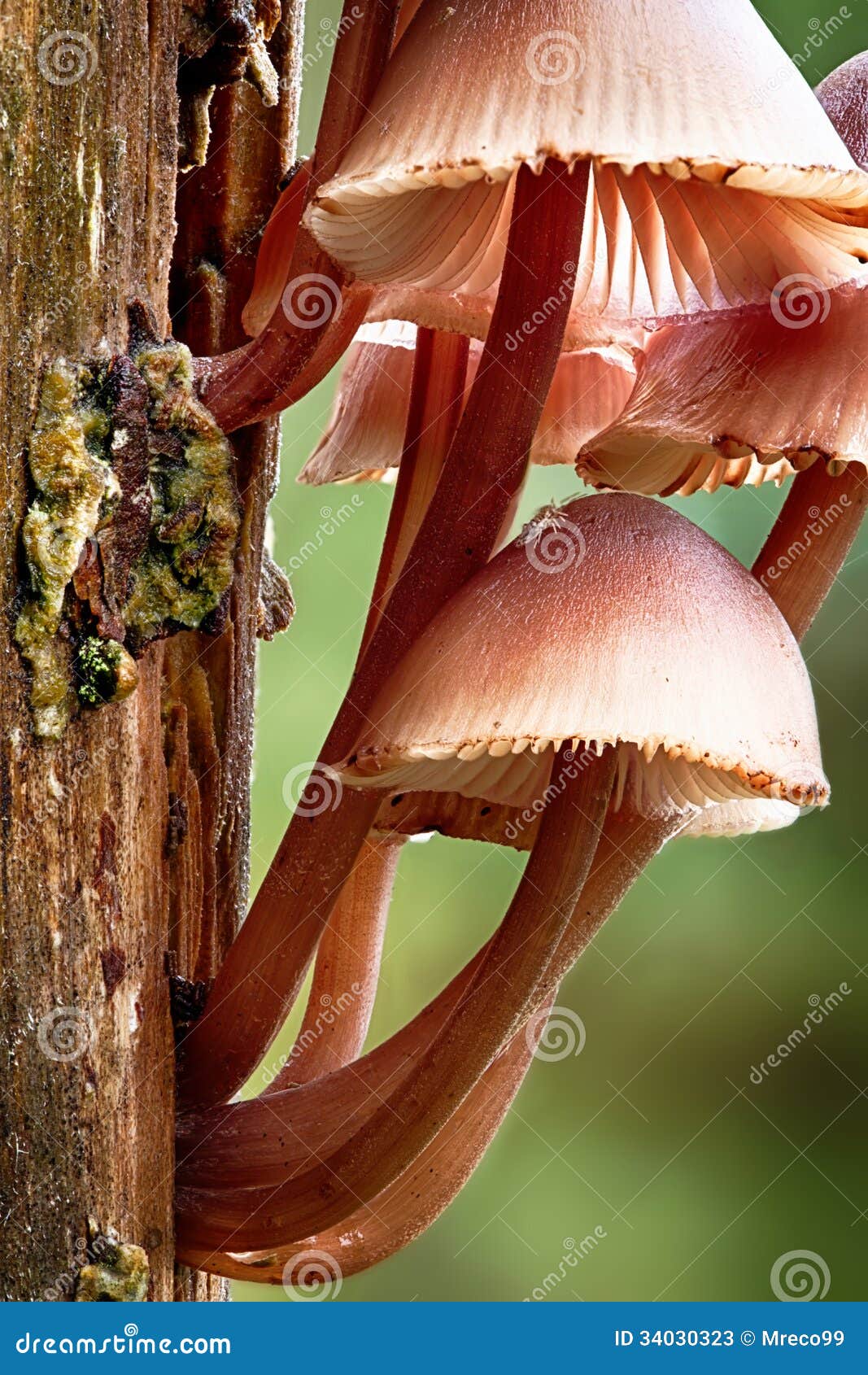 Mycena Inclinata Tree Mushroom Stock Image - Image of canopy, poisonous ...