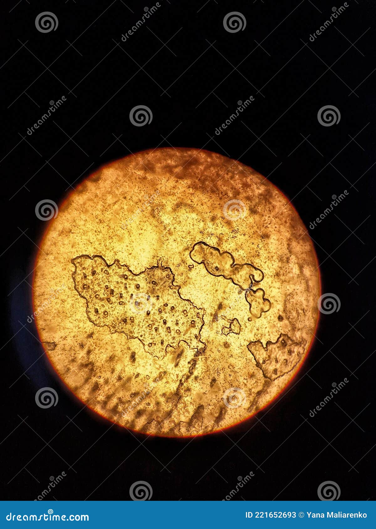 Mycological drug stock image. Image of mycological, slice - 221652693