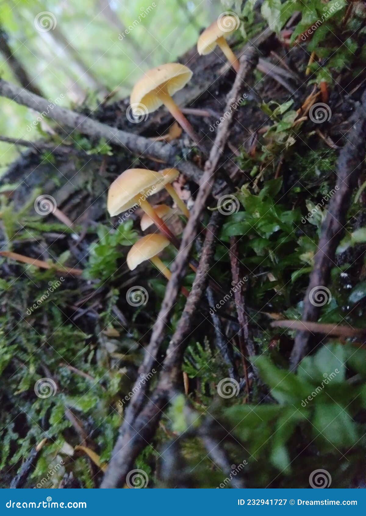 Mycology tiny organisms stock image. Image of mycology - 232941727
