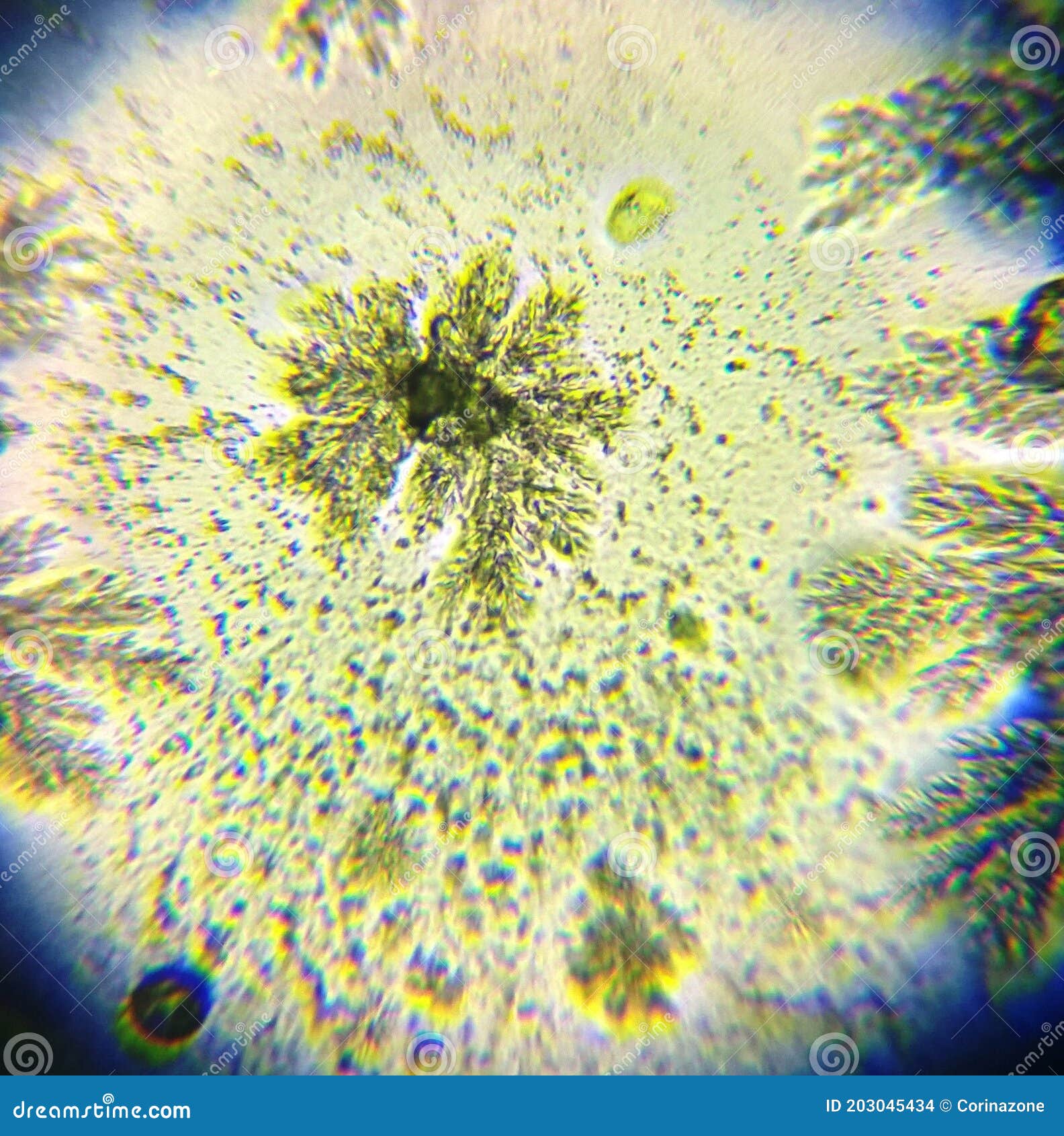 Bacillus Subtilis Beautiful Bacterial Growth Under The Microscope Stock