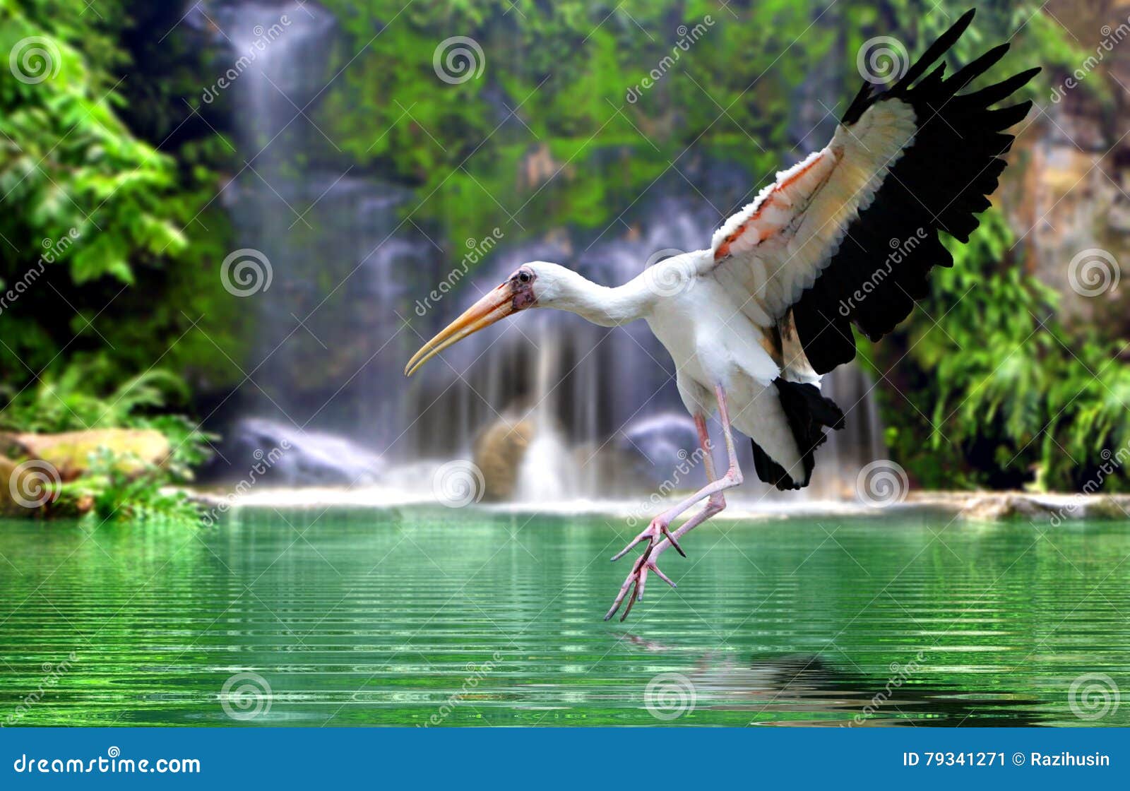 Mycteria Bird Flying at Waterfall Stock Image - Image of lake, feather ...