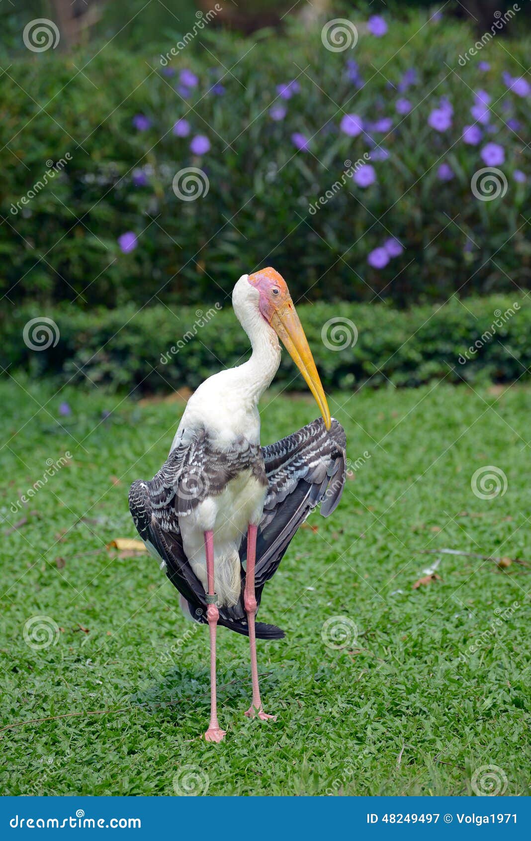 Mycteria cinerea stock image. Image of animals, grass - 48249497