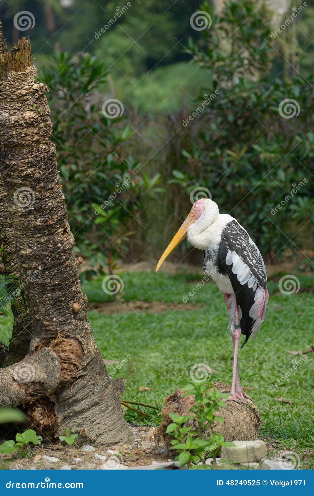 Mycteria cinerea stock image. Image of legs, wing, grass - 48249525