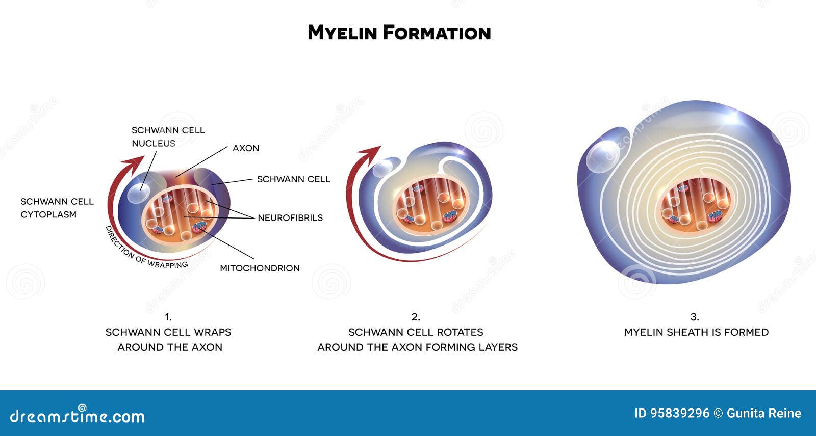 Myelin Sheath Of The Neuron Stock Vector Illustration Of Axon Info 95839296