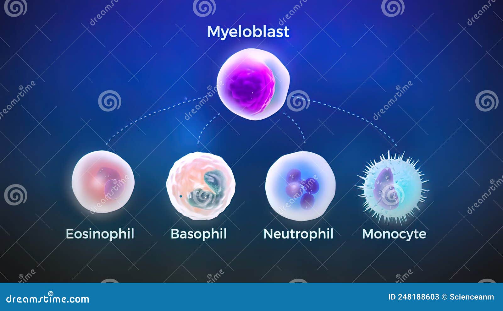 The Myeloblast is a Unipotent Stem Cell Which Differentiates into the ...