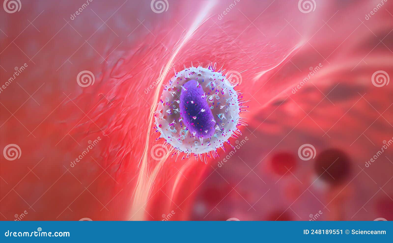The Myeloblast is a Unipotent Stem Cell Which Differentiates into the ...