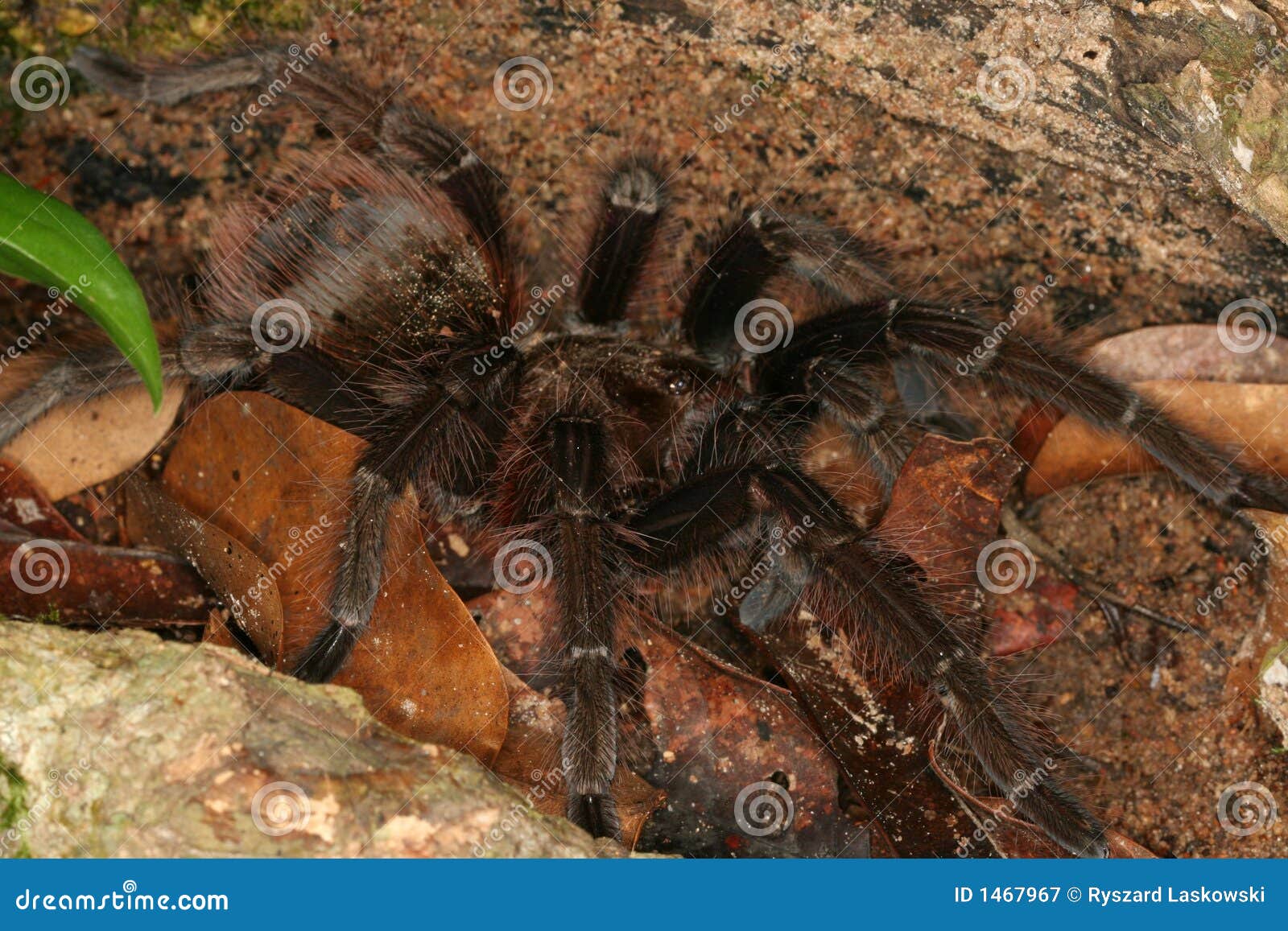 Mygalomorphae spider stock image. Image of aranea, tarantula - 1467967