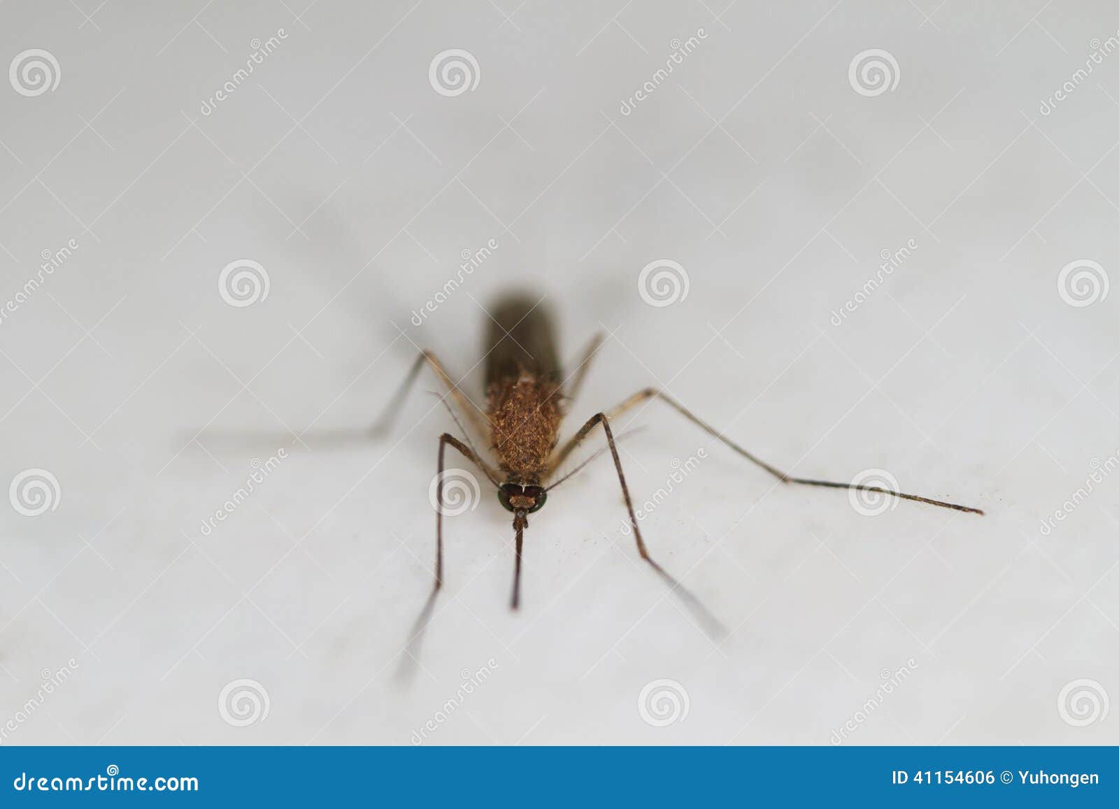 Myggor arkivfoto. Bild av makro, blod, kryp, sommar, myggor - 41154606