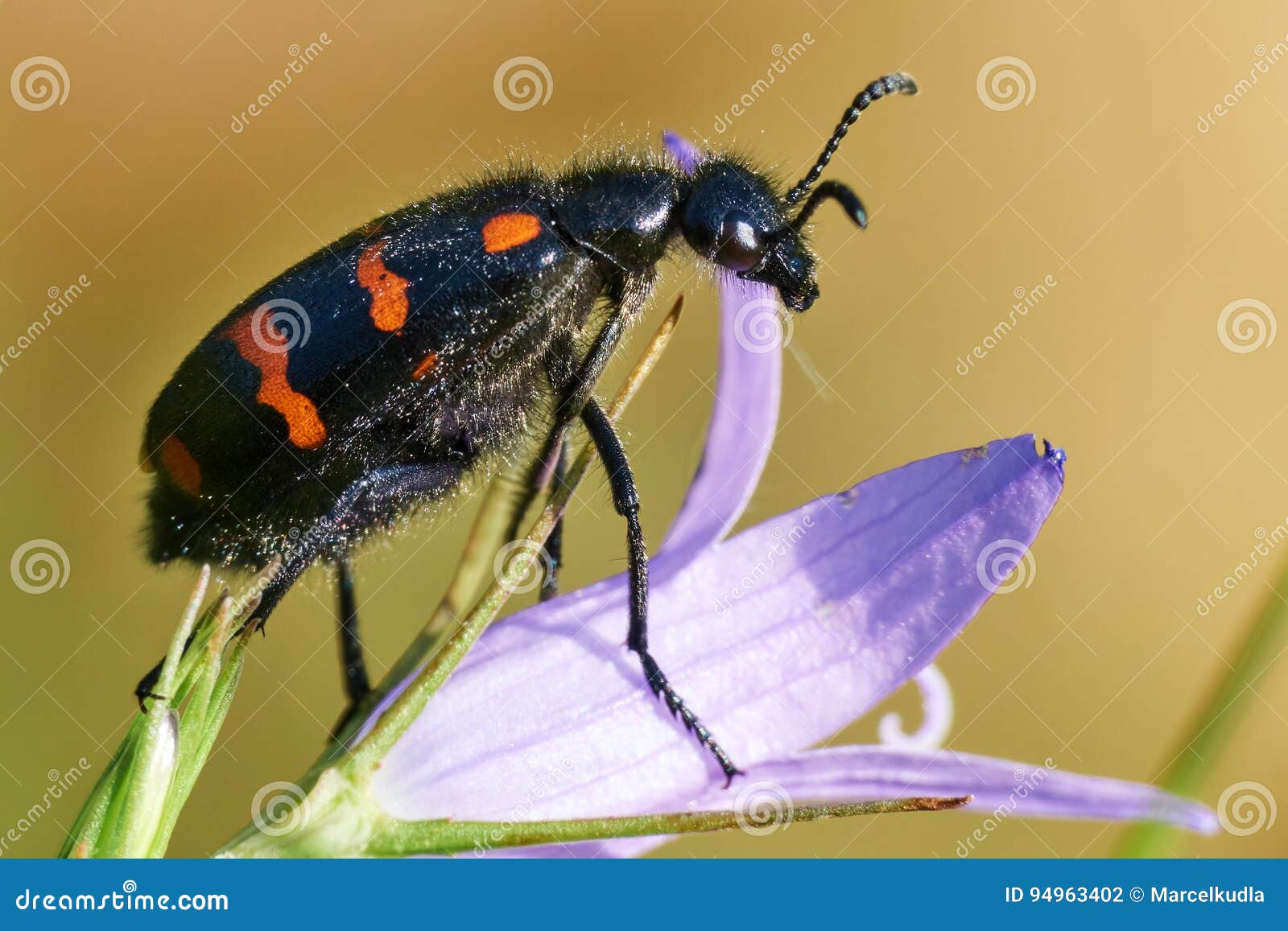 Mylabris variabilis stock photo. Image of mylabris, black - 94963402