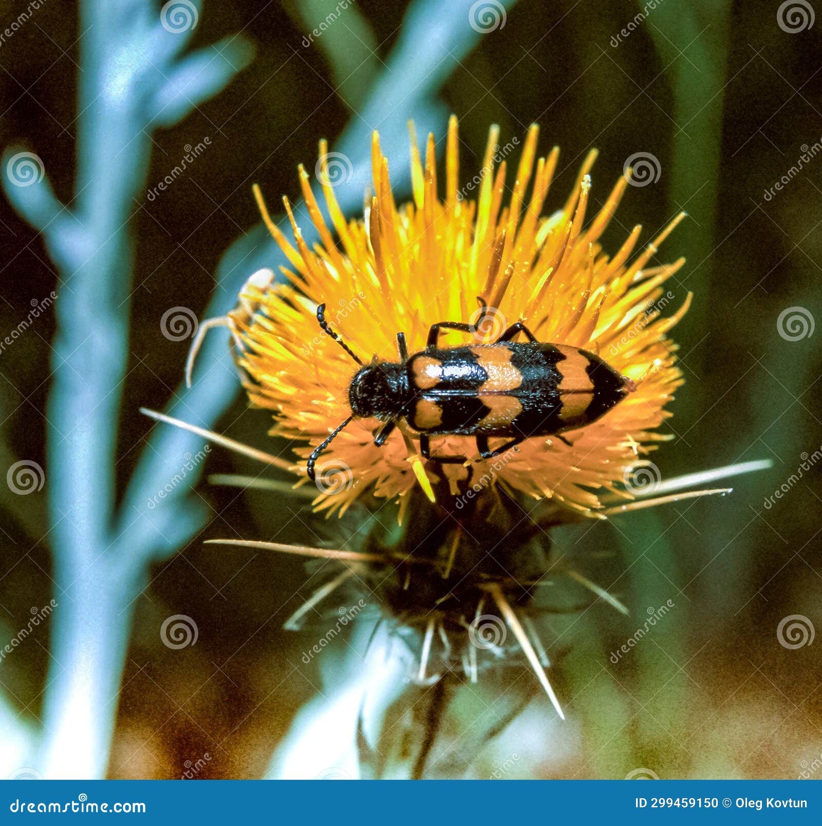 Mylabris Variabilis - Red and Black Beetle on a Yellow Flower, Ukraine ...
