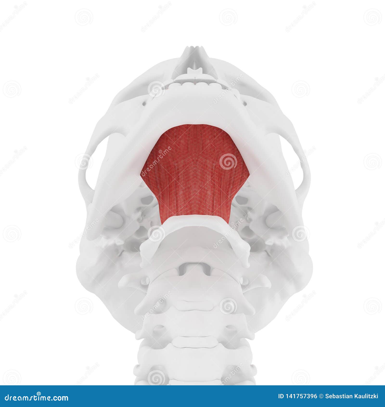 Mylohyoid Muscle And Hyoid Bone With Throat Muscluar System Outline ...