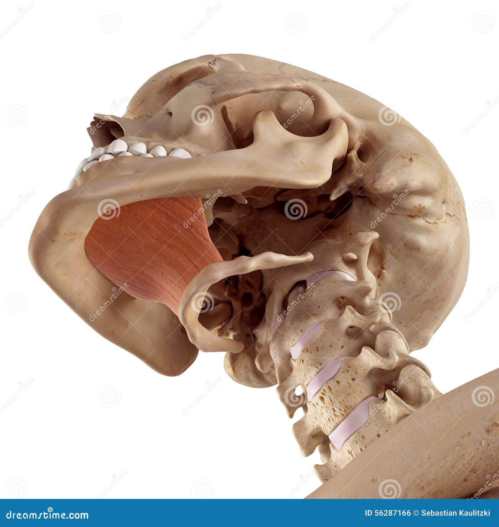 The mylohyoid stock illustration. Illustration of healthy - 56287166