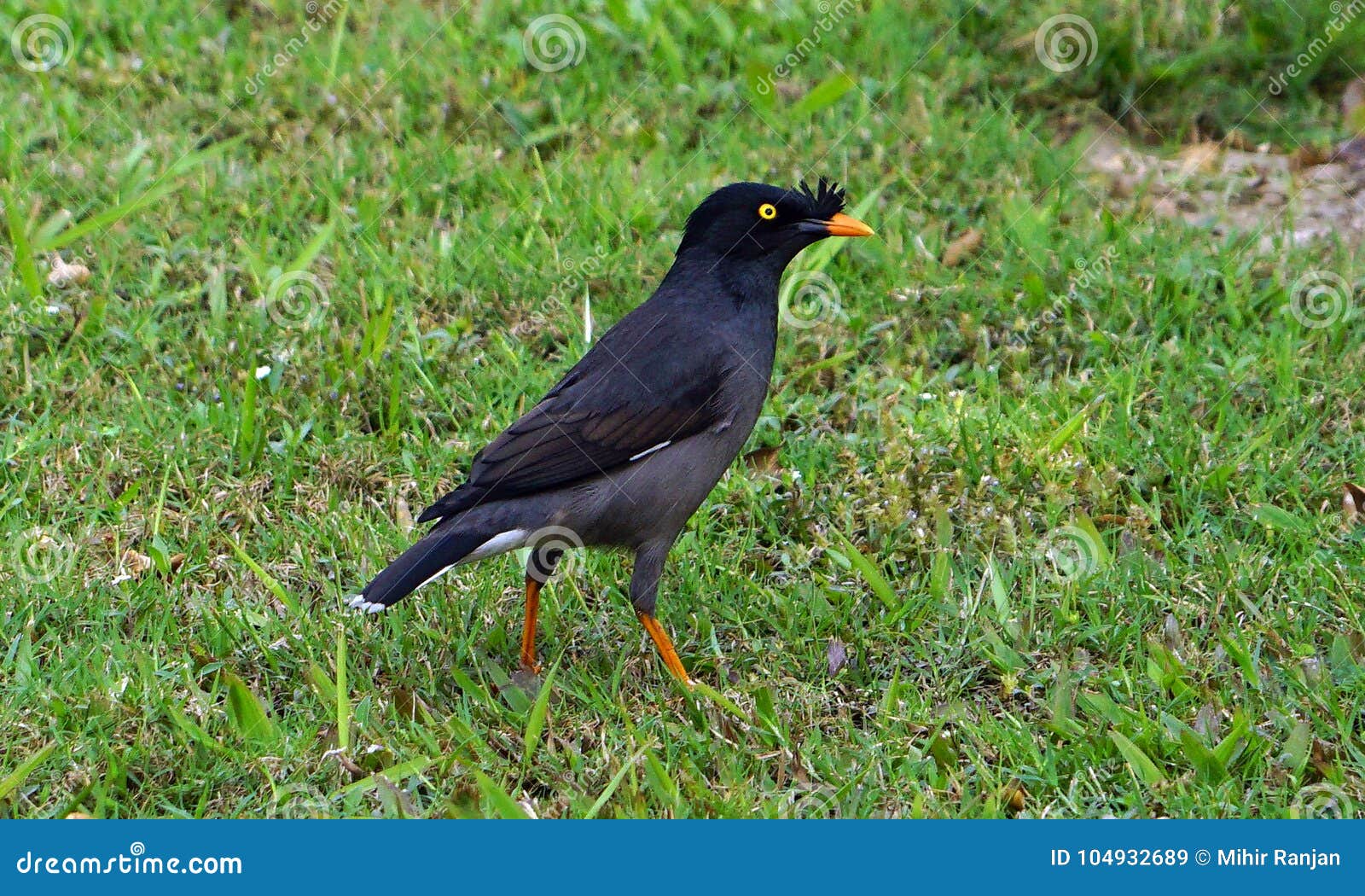 Myna Bird Com Crista Na Grama Verde Imagem de Stock - Imagem de chinês ...