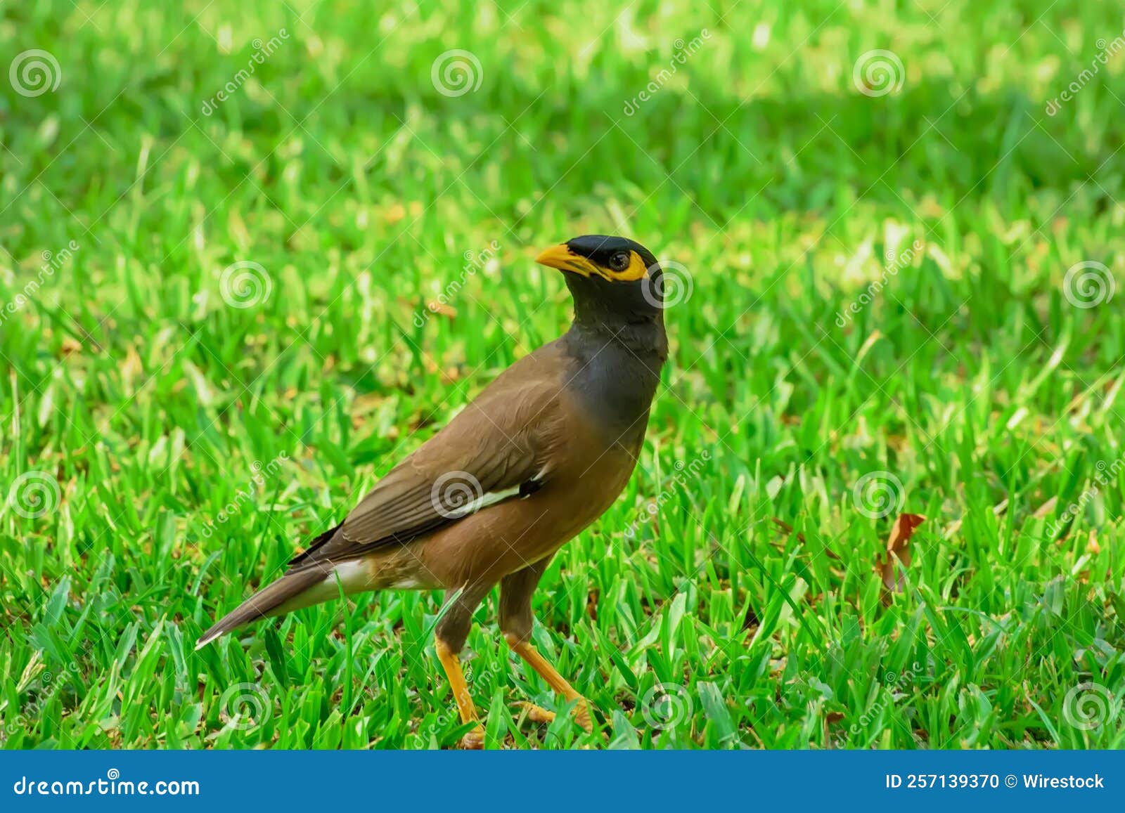 Myna Bird on the Lawn in the Park Stock Photo - Image of natural, tree ...