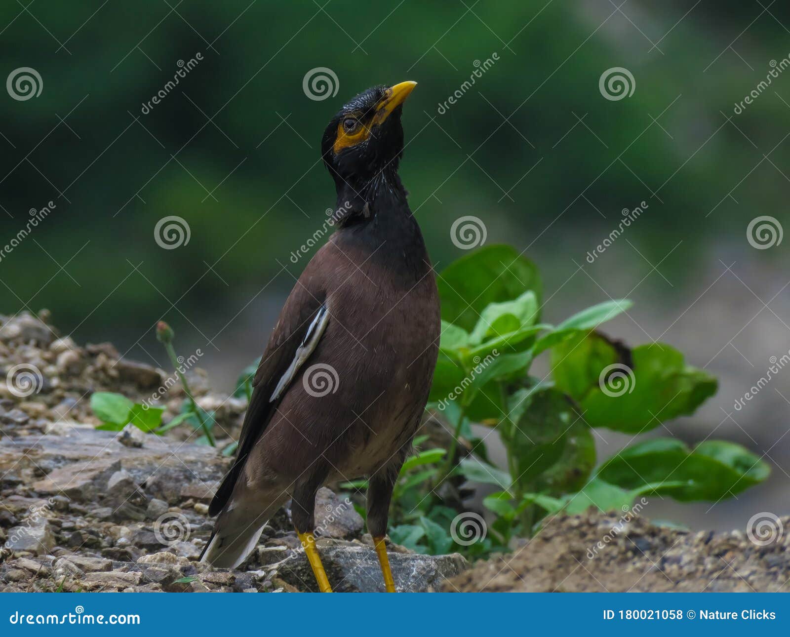 Myna bird looking up. stock photo. Image of green, myna - 180021058