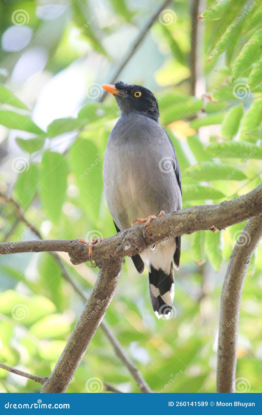 The myna stock image. Image of green, sparrow, finch - 260141589