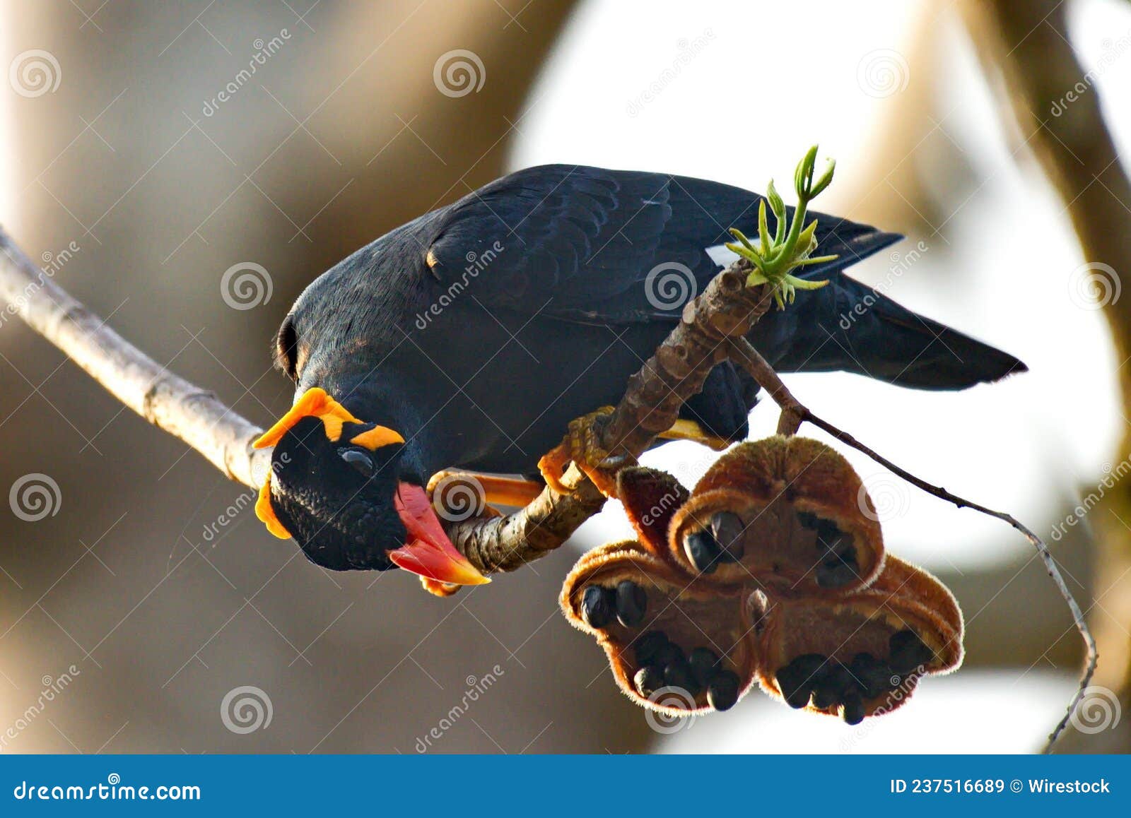 Myna Birds Common and Great Stock Image - Image of avian, eater: 237516689